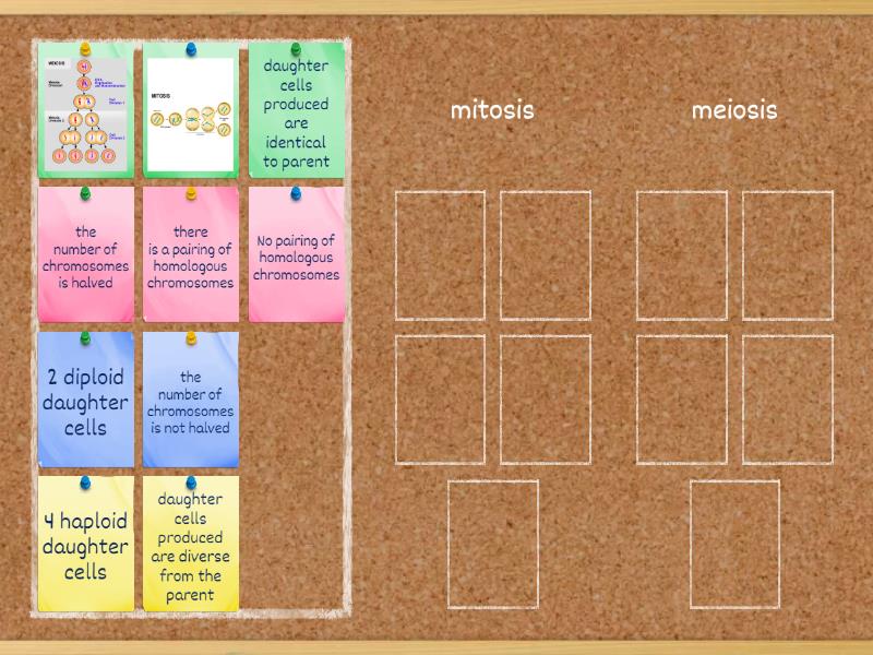 comparison of mitosis and meiosis - Group sort
