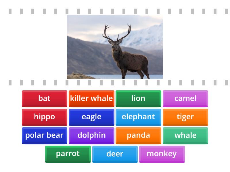 Full blast 6 Unit 5d (animals) - Find the match