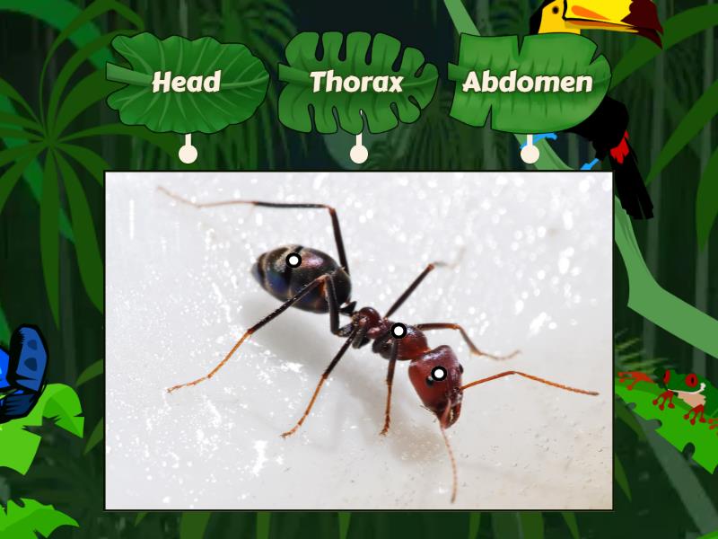 Parts of an ant - Labelled diagram