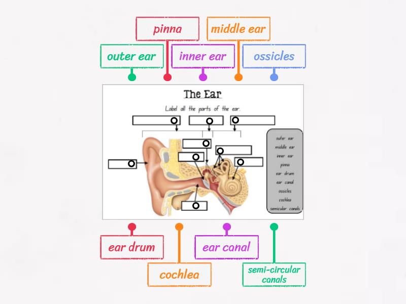 Ear diagram - Labelled diagram