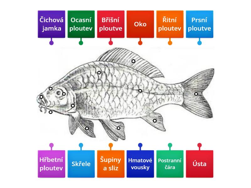 Popis ryby - vnější stavba - Označený diagram