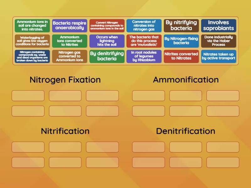 A Level Nitrogen Cycle - Group sort