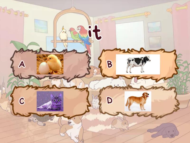 Ev heyvanları. Məktəbəhazırlıq. - Test