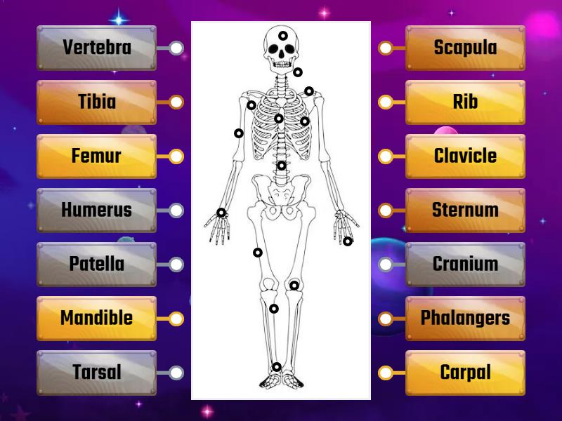 Skeleton SCIENTIFIC names - Labelled diagram