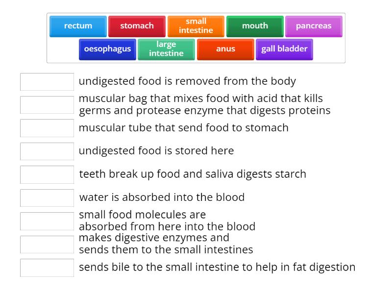 Functions of organs of digestive system - Match up