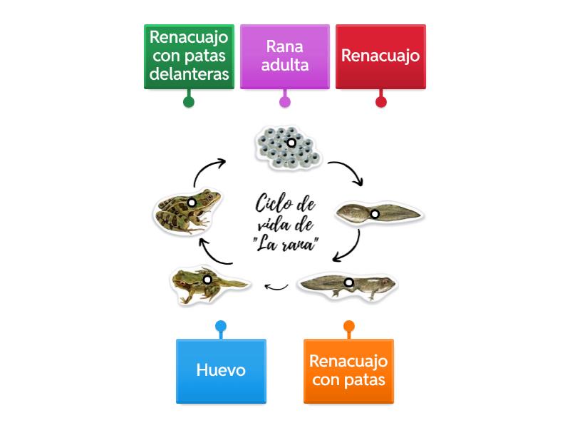 Ciclo de vida de una rana - Labelled diagram