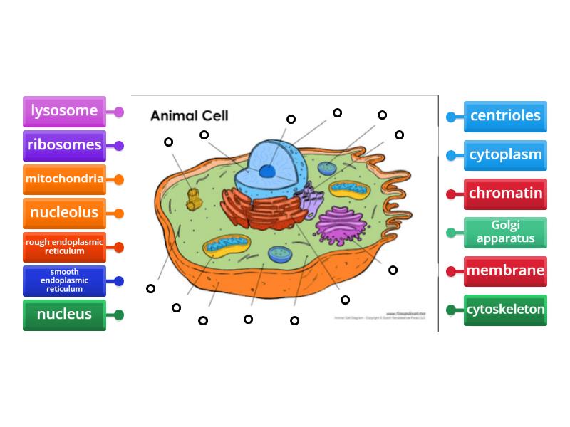 labelling cell - Labelled diagram
