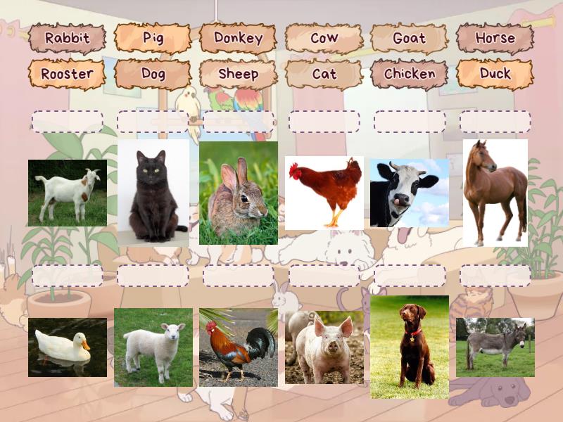 Farm animals - Match up