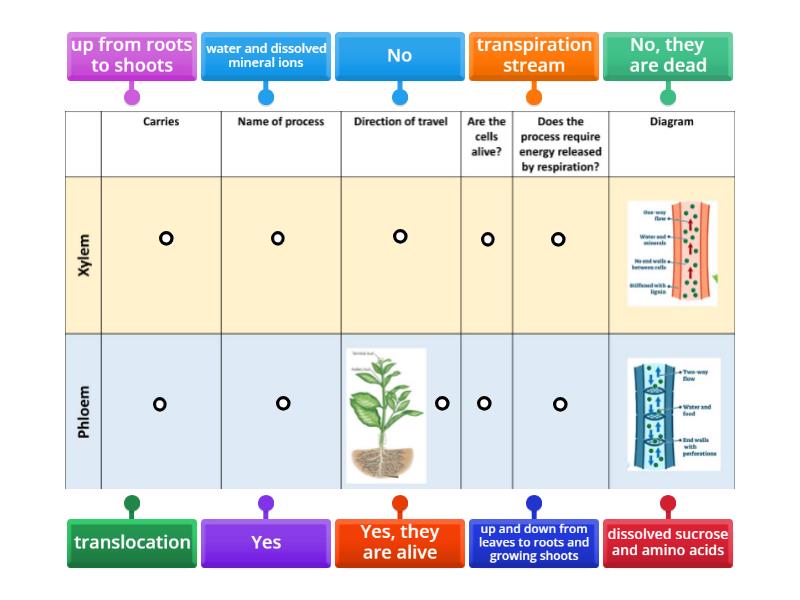 Xylem and phloem - Diagrama con etiquetas