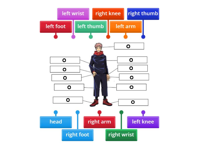 body parts (left, right) - Labelled diagram