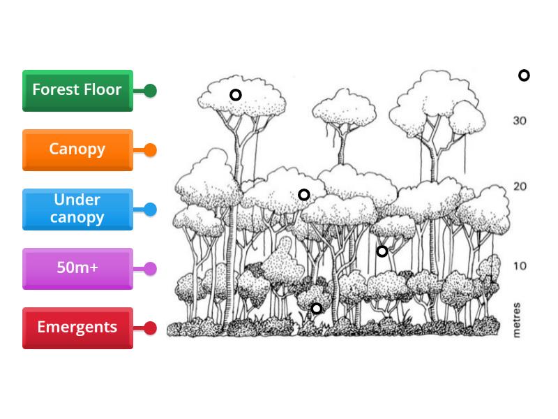 Tropical Rainforest Structure - Diagrama con etiquetas