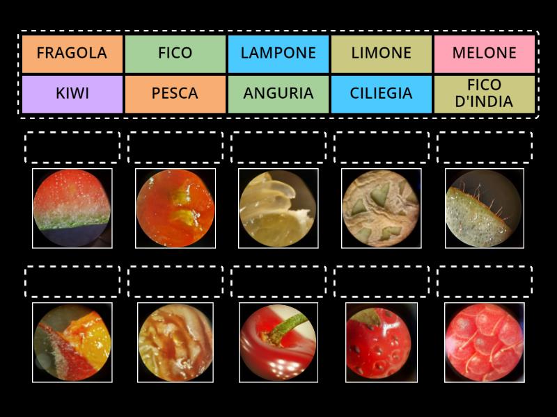 Il gioco del Microscopio - Estate 24 - Match up