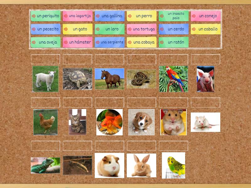 Animals - Une las parejas