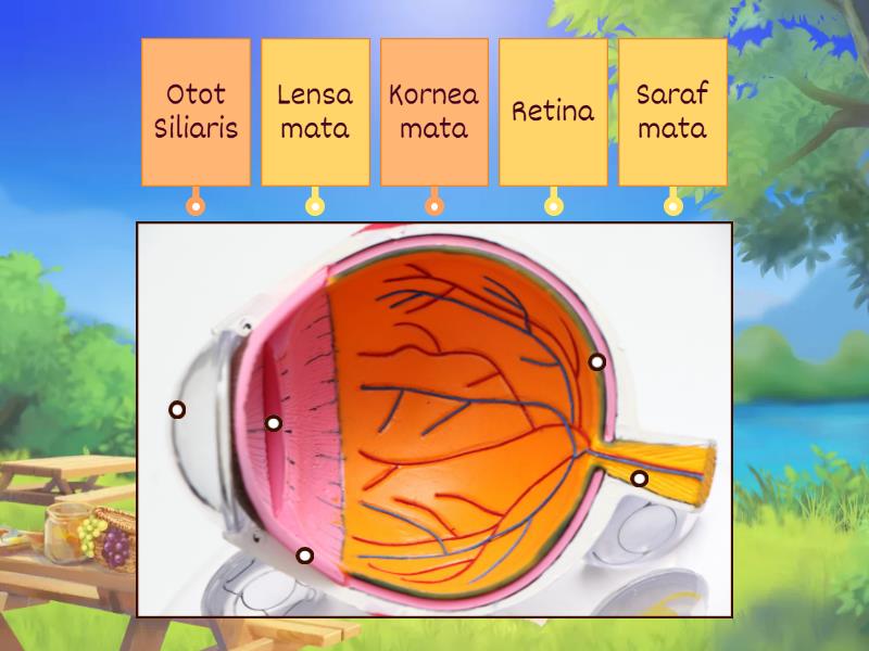 Bagian Mata Dalam - Labelled diagram