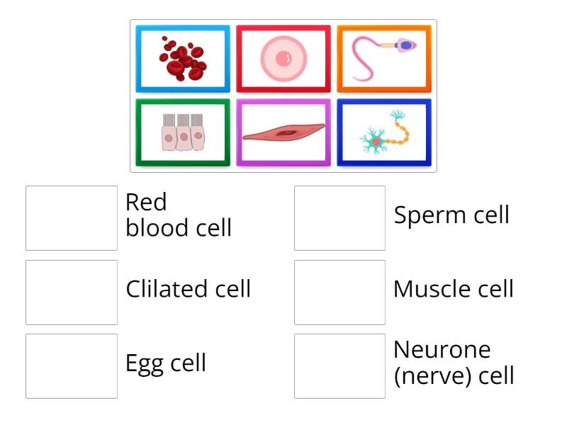Specialised animal cells - Match up
