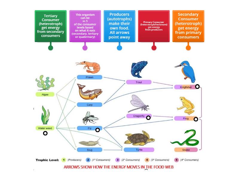 Consumer Food Web - Labelled diagram