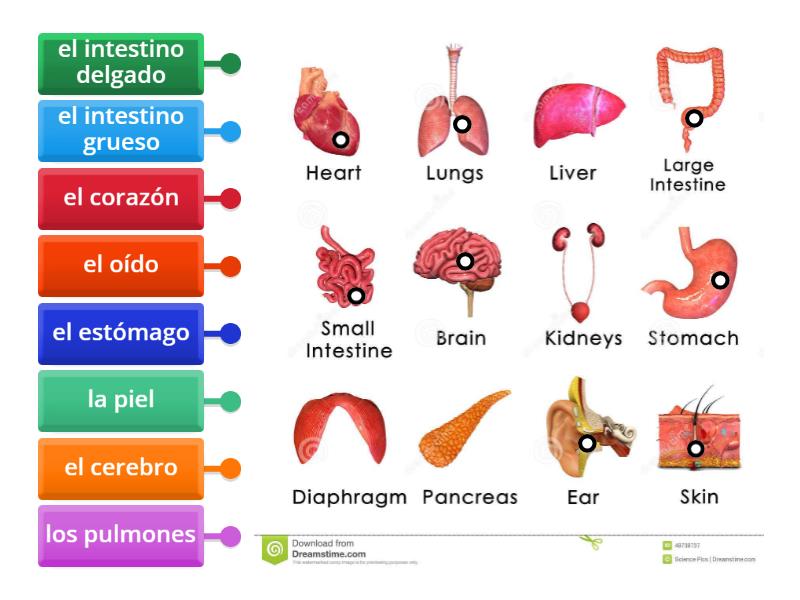 Organs: Match with the Correct Translation in Spanish - Labelled diagram