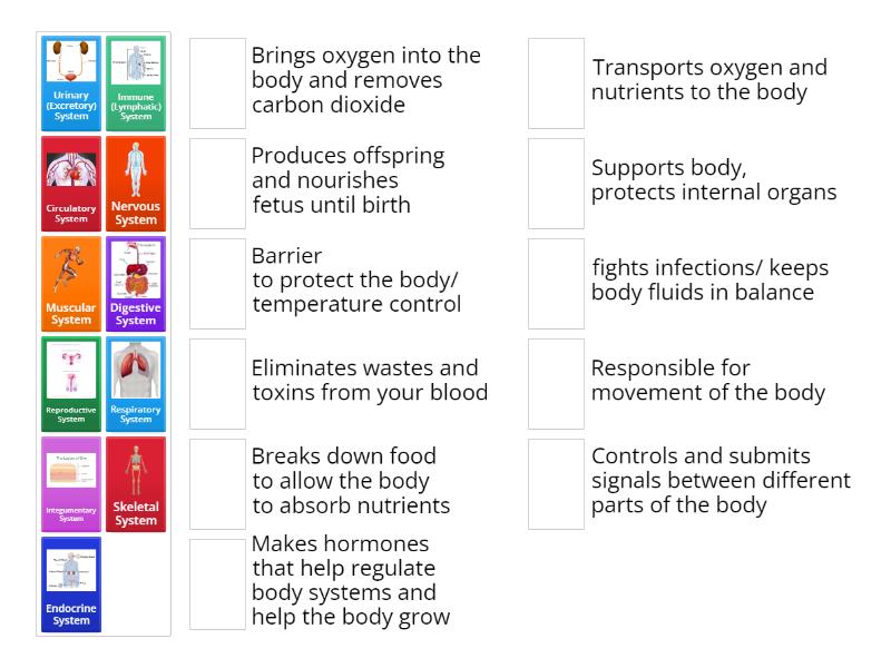 Human Body Systems - Match up