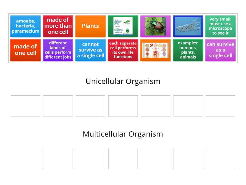 Review Unicellular vs. Multicellular Drag and Drop - Group sort
