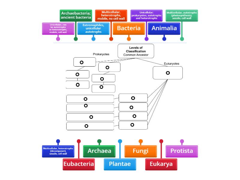 Levels of Classification Flowchart - Labelled diagram