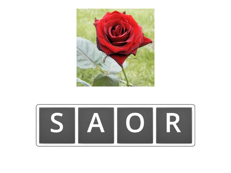 O cravo e a rosa - Anagram