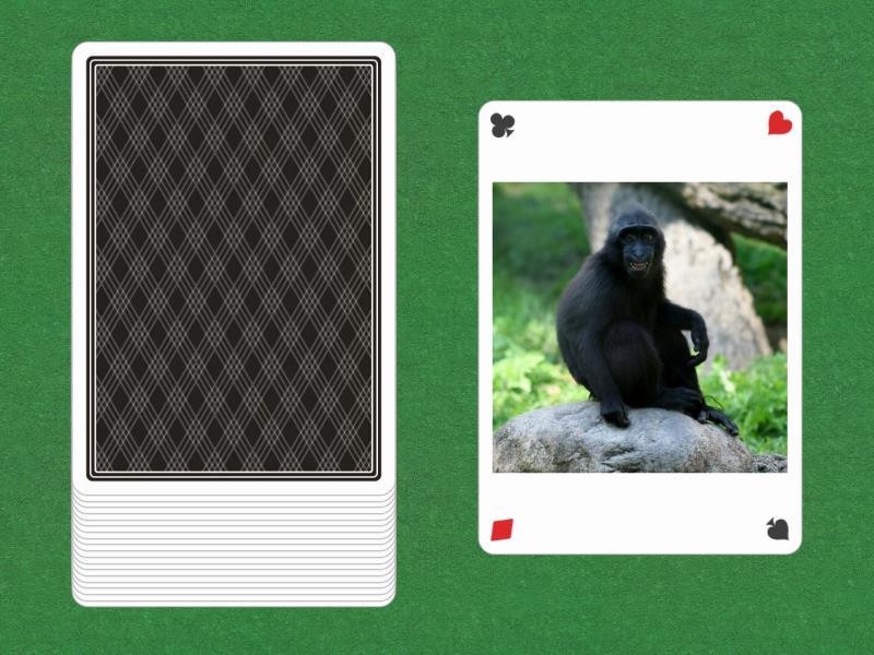 monkey - Speaking cards