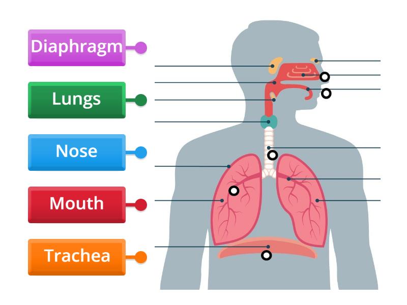 The Respiratory System 2 - Labelled diagram