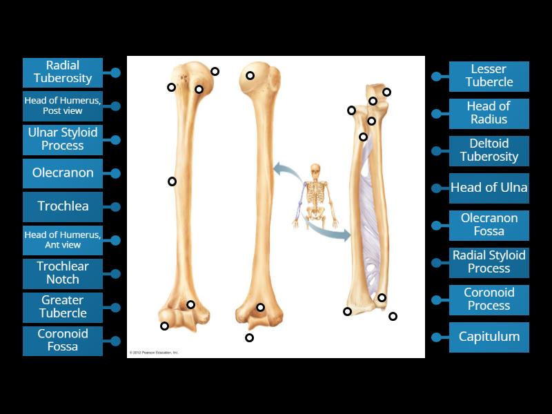 Upper Limb - Labelled diagram