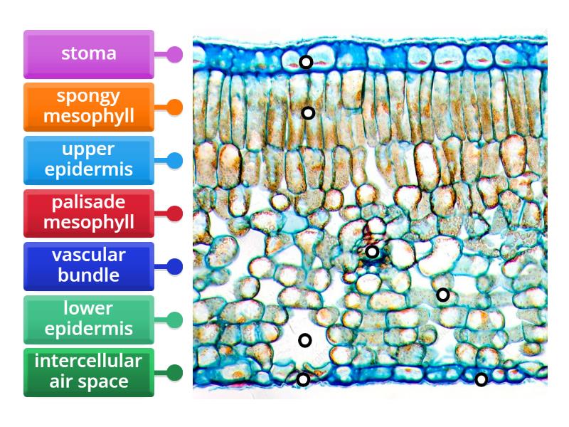 Light micrograph of dicot leaf - Labelled diagram