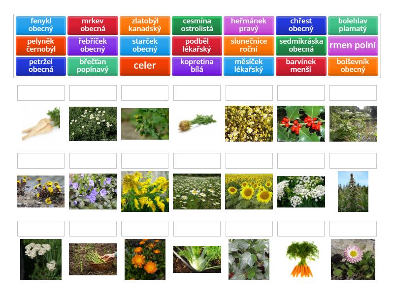 Botanika 2 - Une las parejas