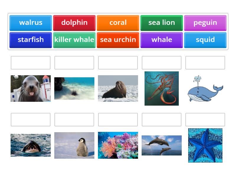 Sea Animals - Match up