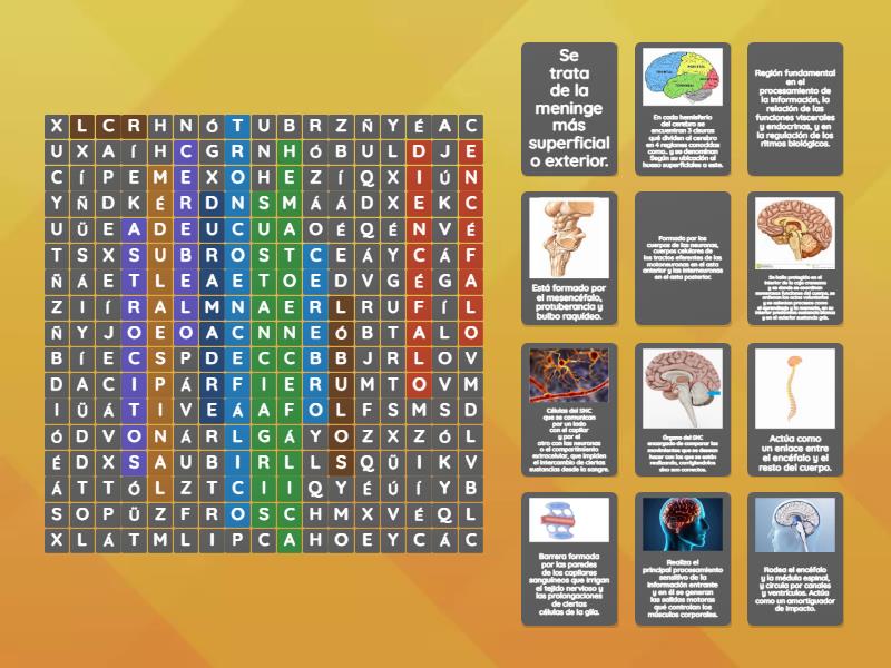 Sistema Nervioso Central - Sopa de letras