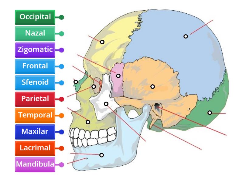 Scheletul capului - Labelled diagram