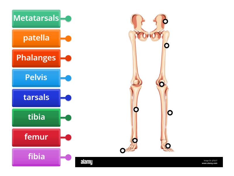 Bones of the foot and leg - Labelled diagram