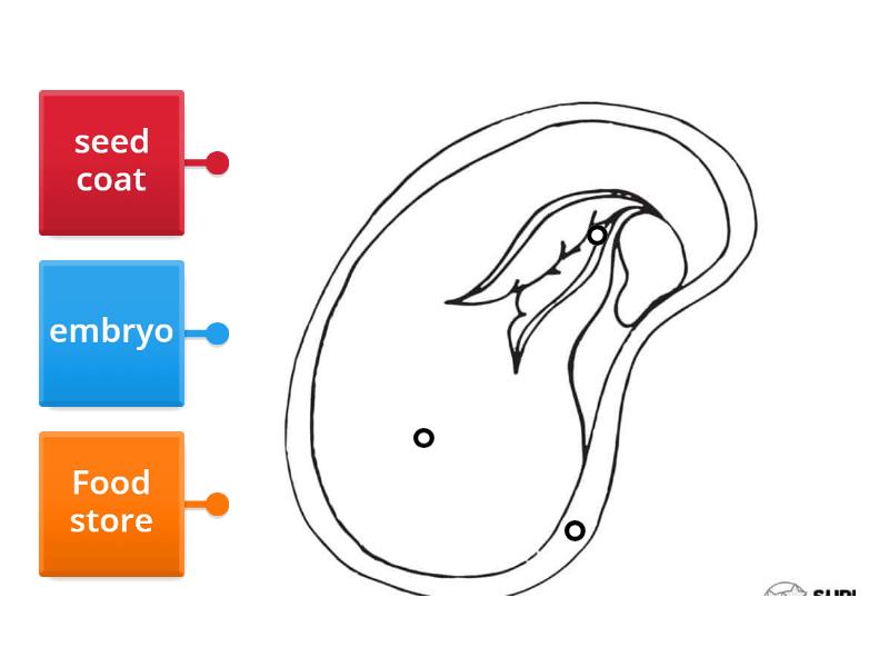 Parts of a seed - Labelled diagram