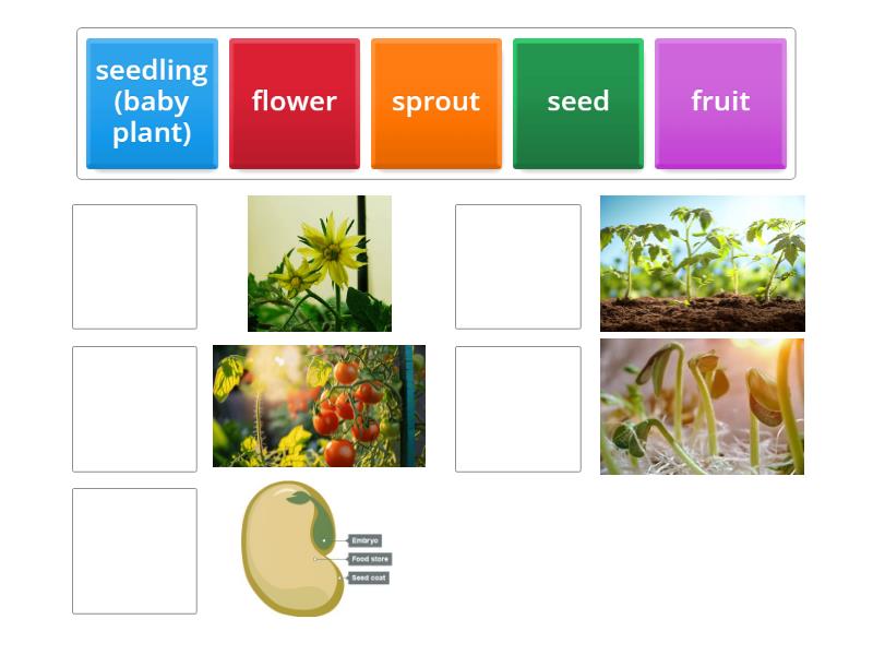 plant - Match up