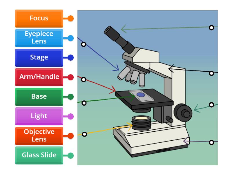 Labelling a Microscope - Labelled diagram