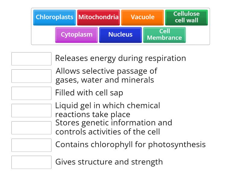 Function of structure in plant and animal Cells KS3 - Match up