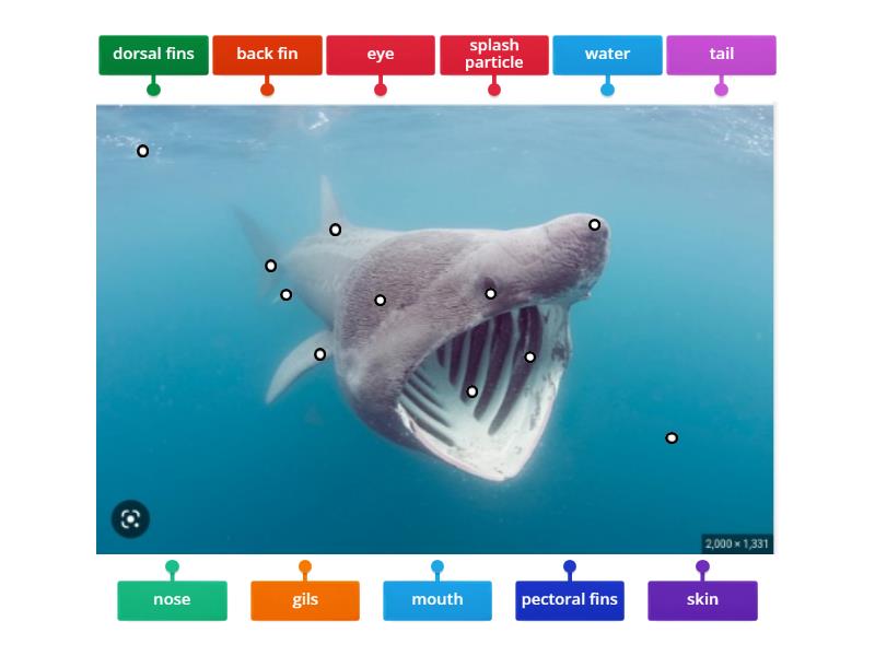 basking shark - Labelled diagram