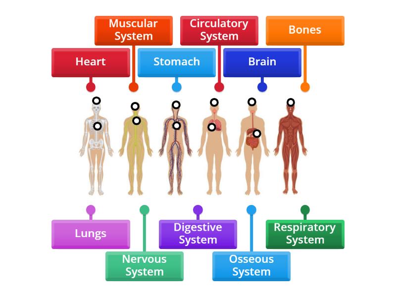 Human Body Systems - Labelled diagram