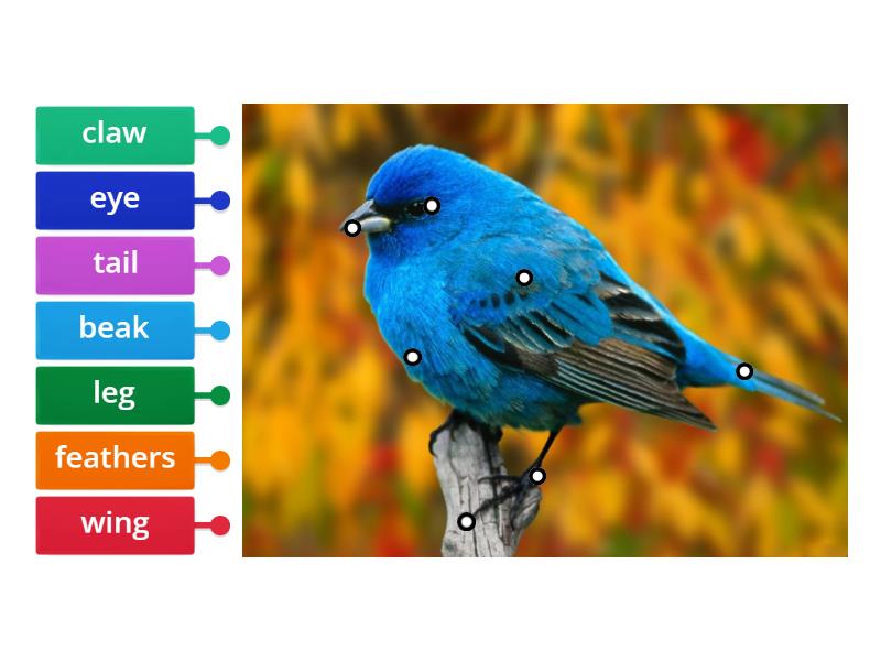 Spotlight 5 Module 5 (Bird) - Labelled diagram