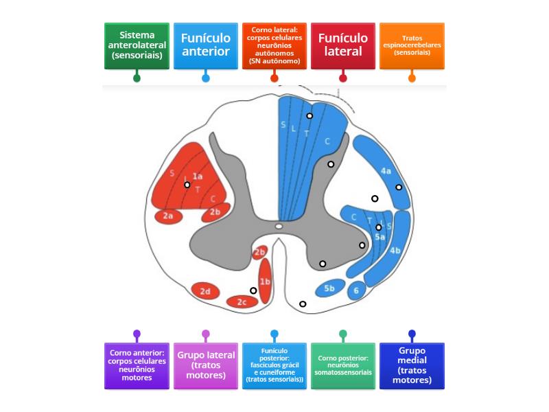 Estrutura interna da ME - Labelled diagram
