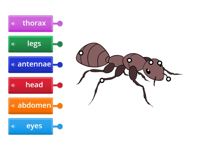 Ant body parts - Labelled diagram