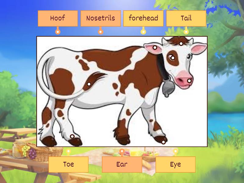 Part of the farm animal - cow - Labelled diagram