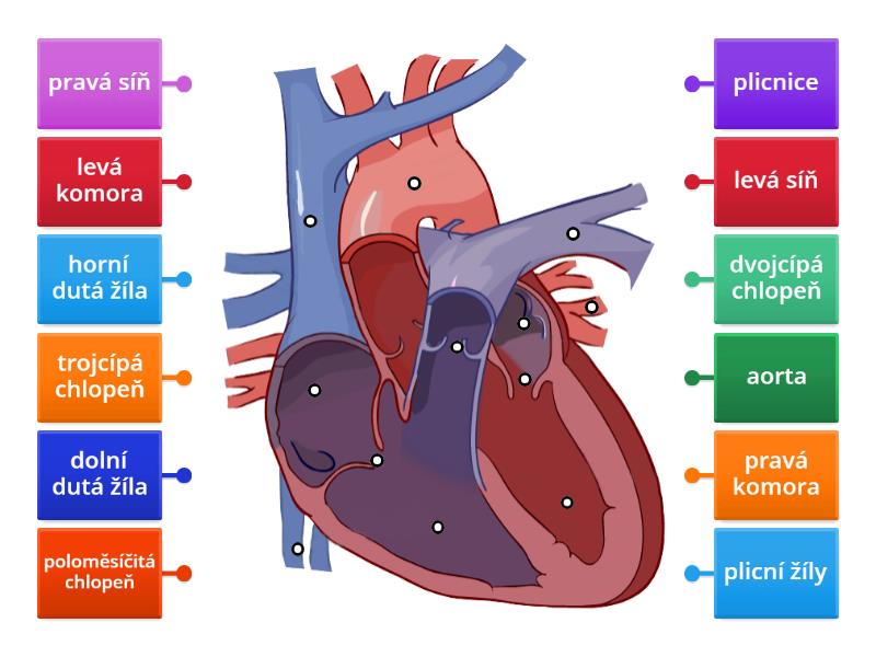 Srdce - Labelled diagram
