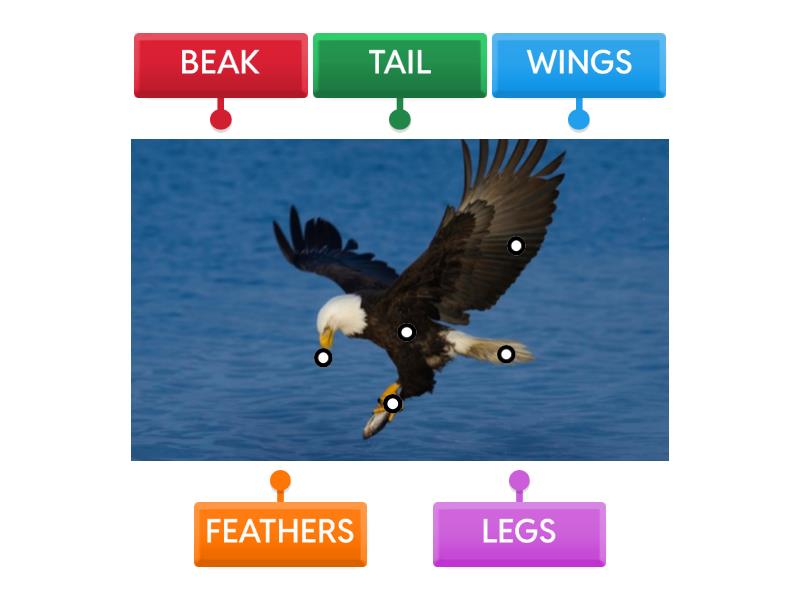 Birds - Labelled diagram