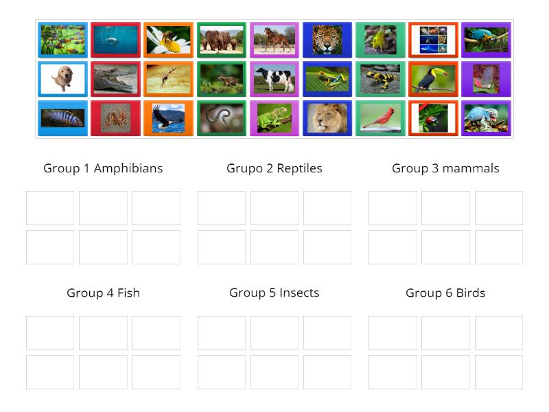 Groups of animal - Group sort