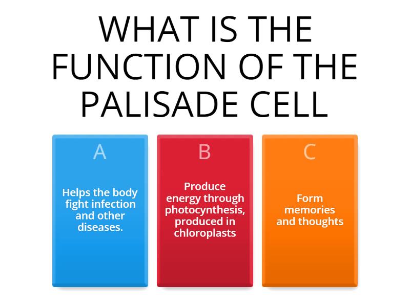 Palisade Cell - Quiz
