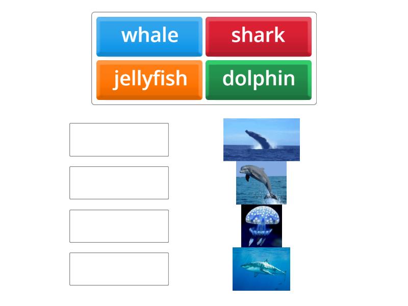 Sea animals - Match up