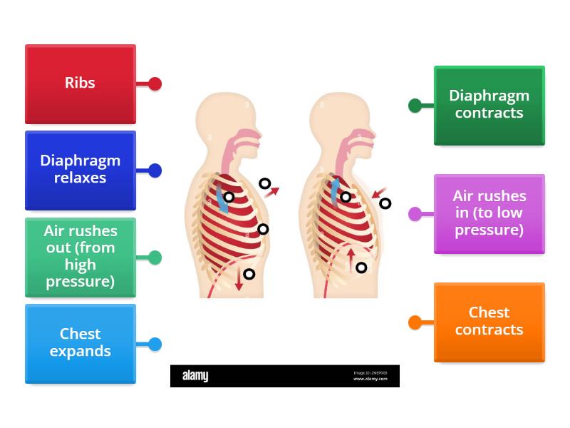 Mechanics of Breathing - Labelled diagram